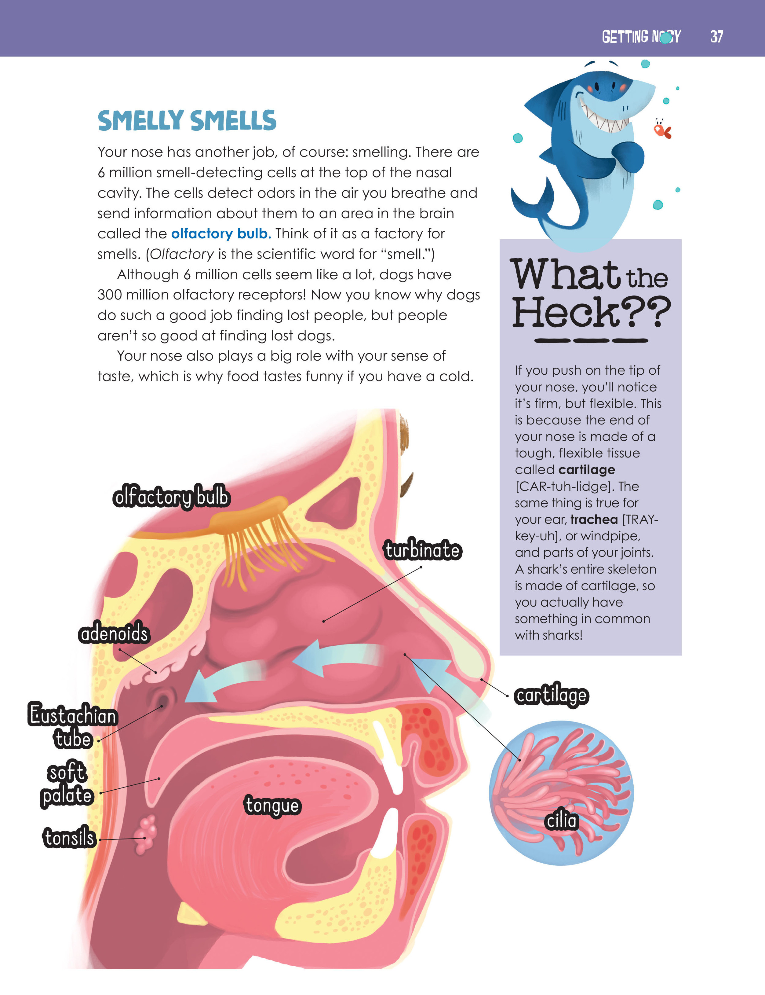 Nose Diagram For Kids