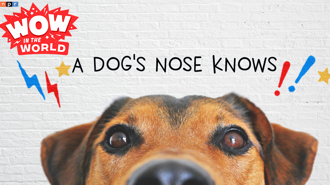 A Dog s Nose Always Knows NPR a-dog-s-nose-always-knows-npr