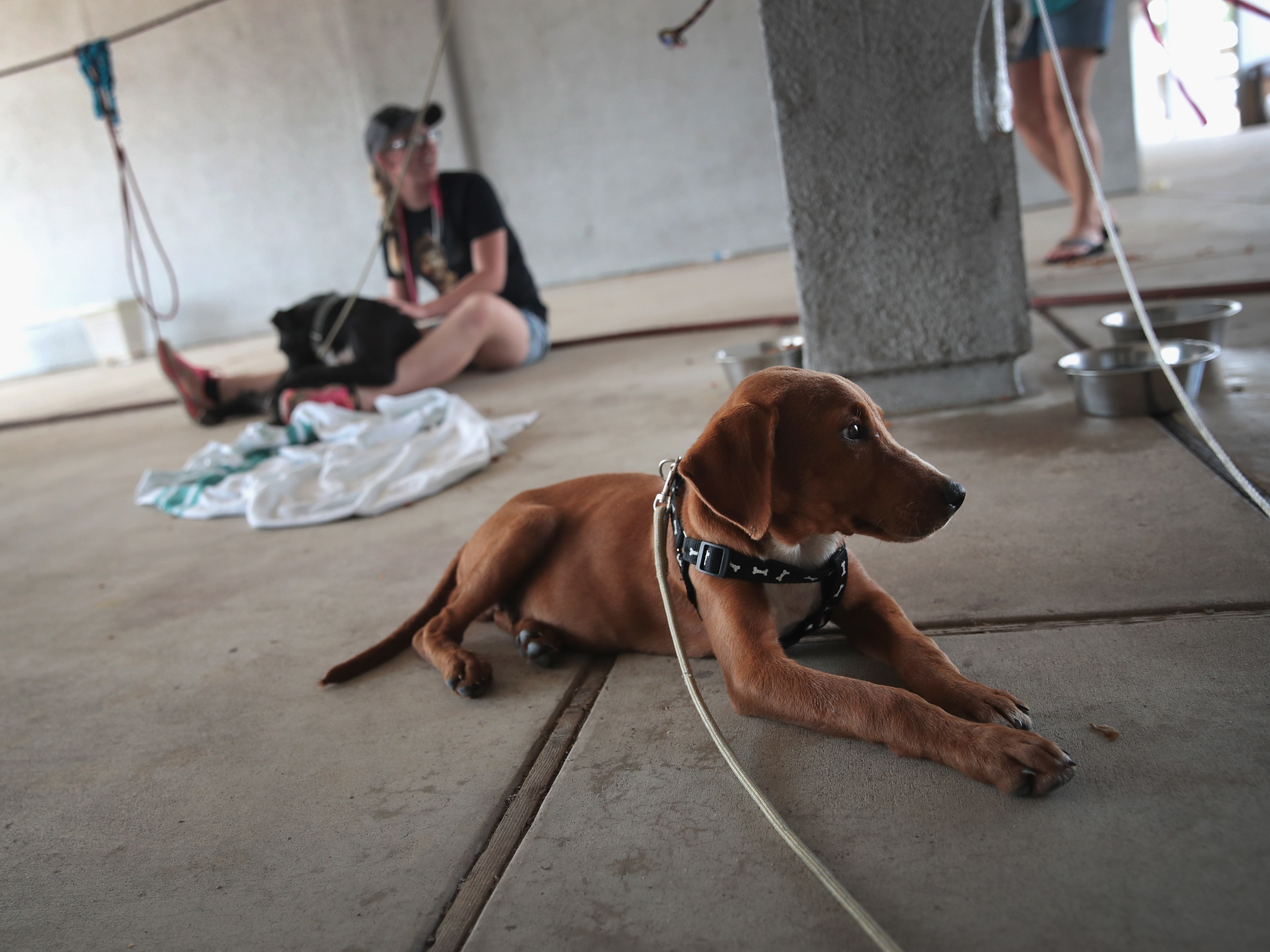 No 'Easy Answer' To Growing Number Of Stray Dogs In The U.S., Advocate ...