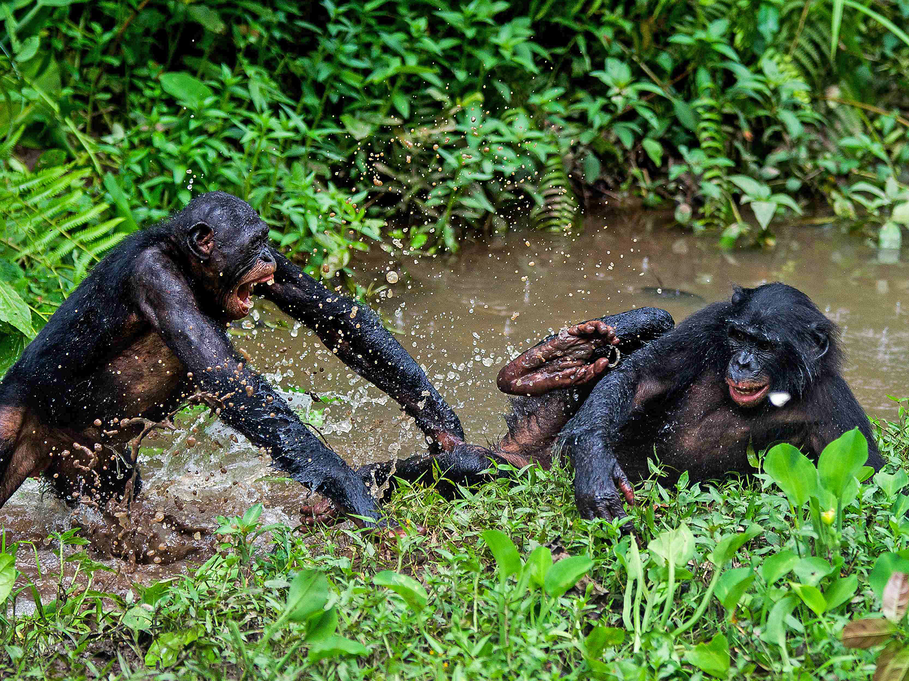 Unlike Humans, Bonobos Shun Helpers And Befriend The Bullies | NPR ...