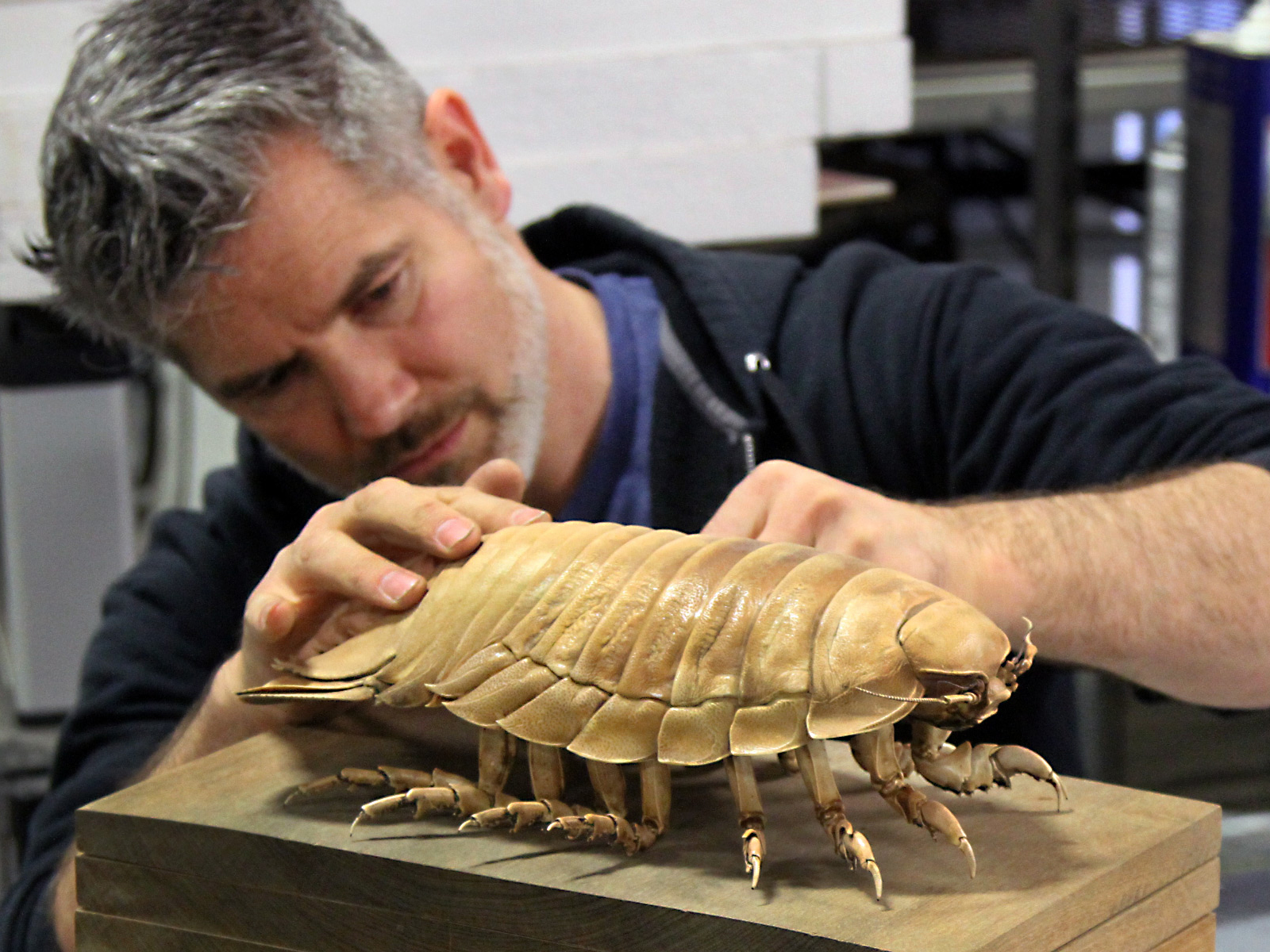 Oregon Artist Turns Dead Creatures Into Beautiful Compositions | NCPR News