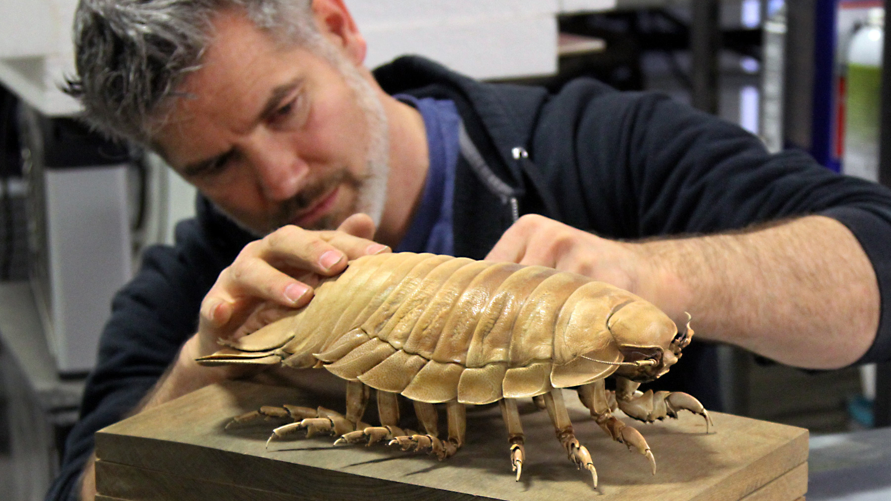 Oregon Artist Turns Dead Creatures Into Beautiful Compositions : NPR