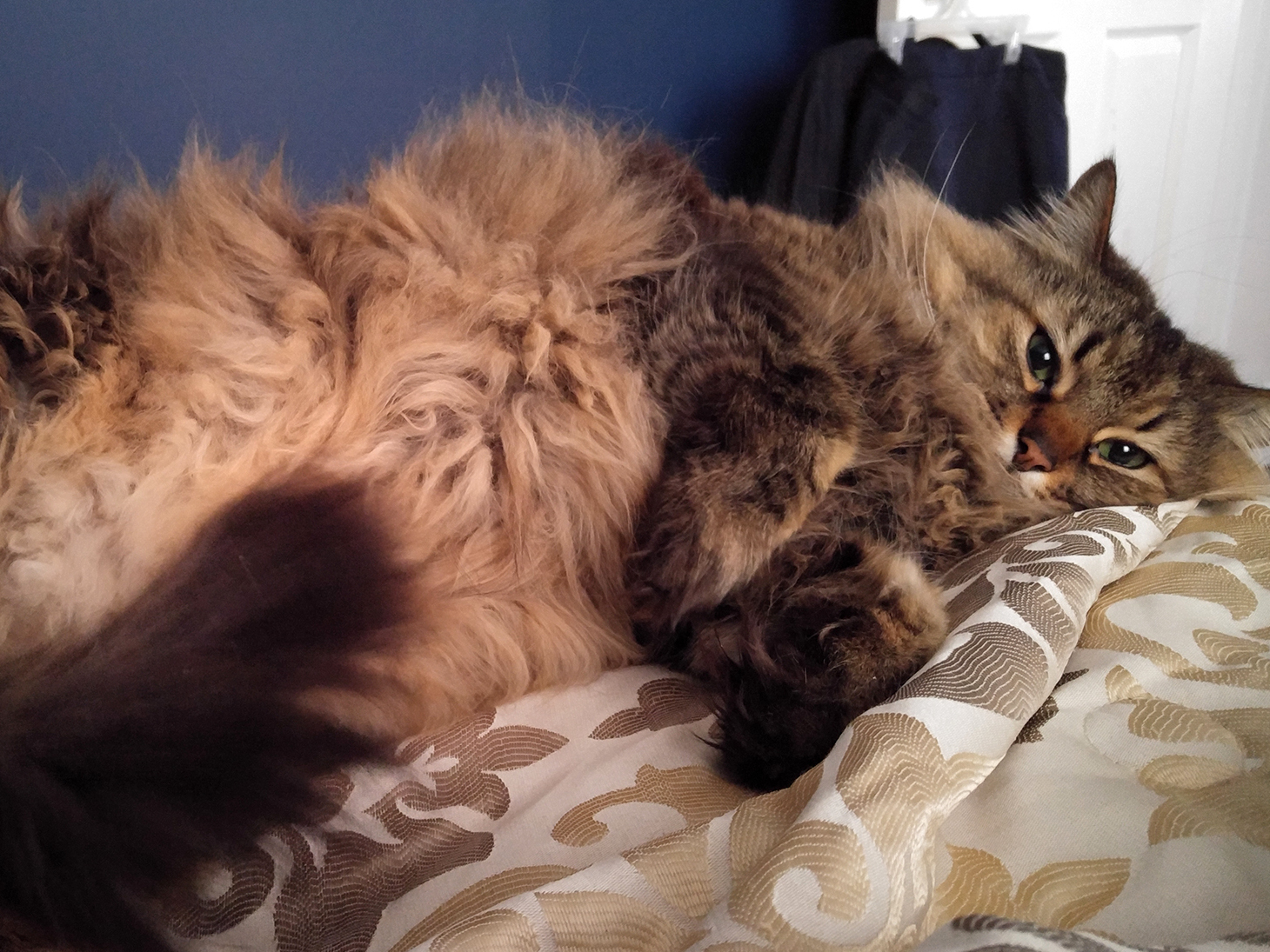 Showing Love Through Food May Be Making Our Pets Obese And Unhappy ...