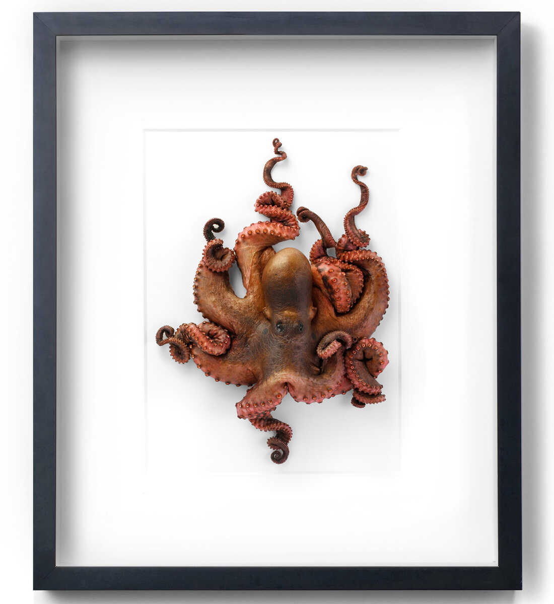 Oregon Artist Turns Dead Creatures Into Beautiful Compositions : NPR