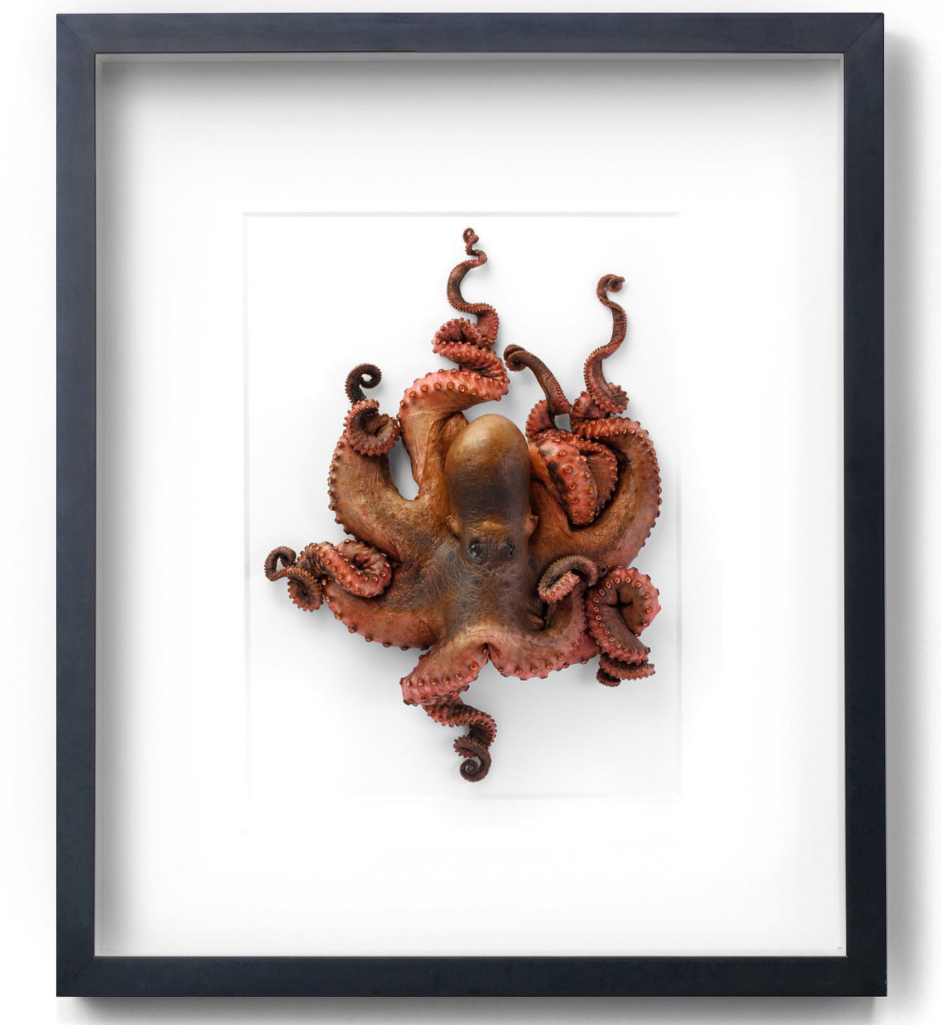 Oregon Artist Turns Dead Creatures Into Beautiful Compositions : NPR