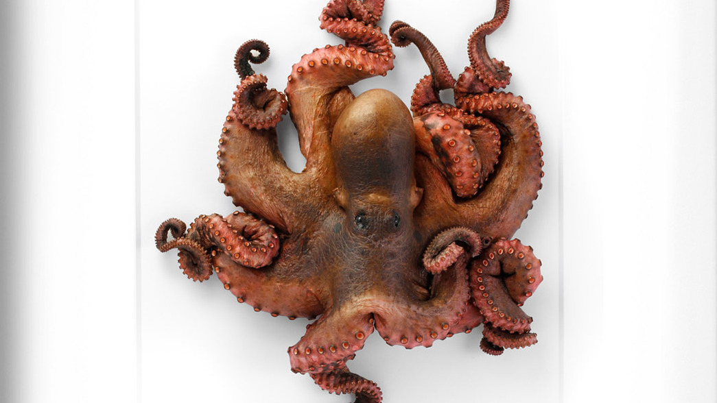 Oregon Artist Turns Dead Creatures Into Beautiful Compositions : NPR