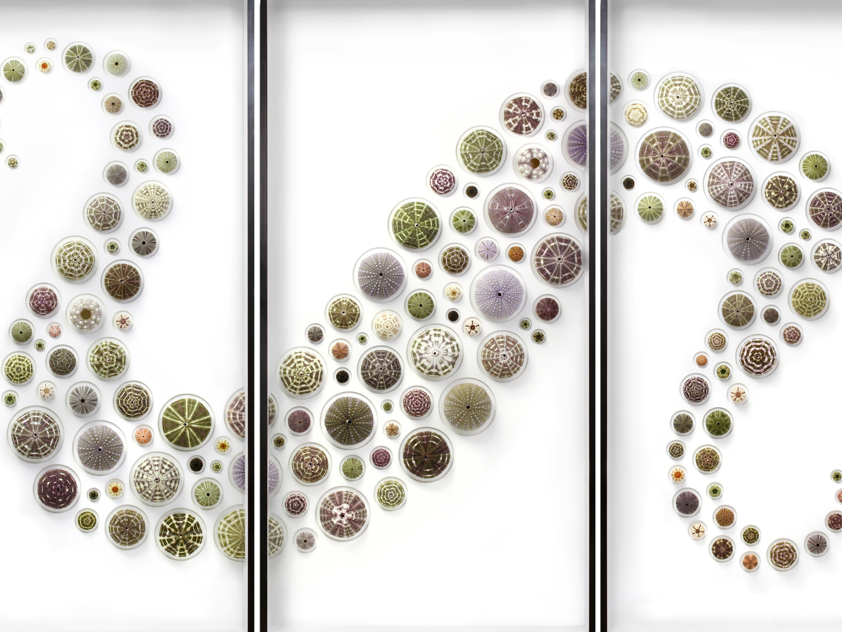 Oregon Artist Turns Dead Creatures Into Beautiful Compositions | NCPR News