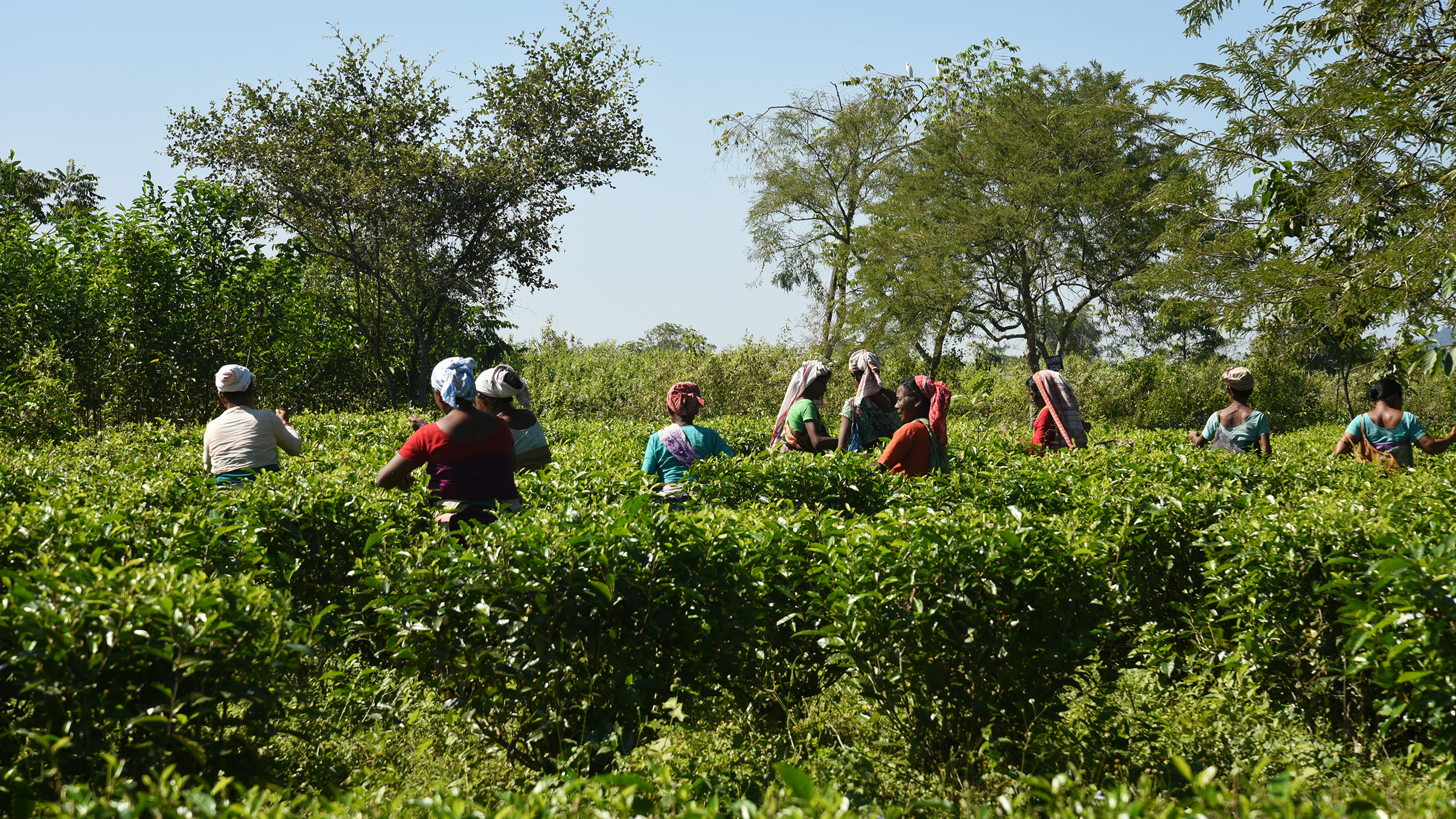 Tea Farmer In India Leads Charge For Organic, Evades The Charge Of ...
