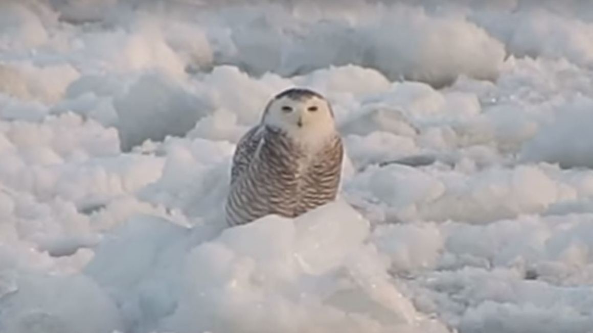 WATCH: Care For A Little Zen? Here It Is: A Snowy Owl Riding An Ice ...