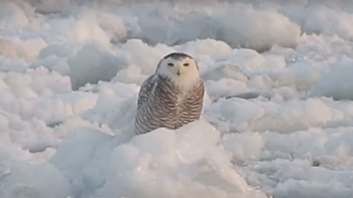 WATCH: Care For A Little Zen? Here It Is: A Snowy Owl Riding An Ice ...