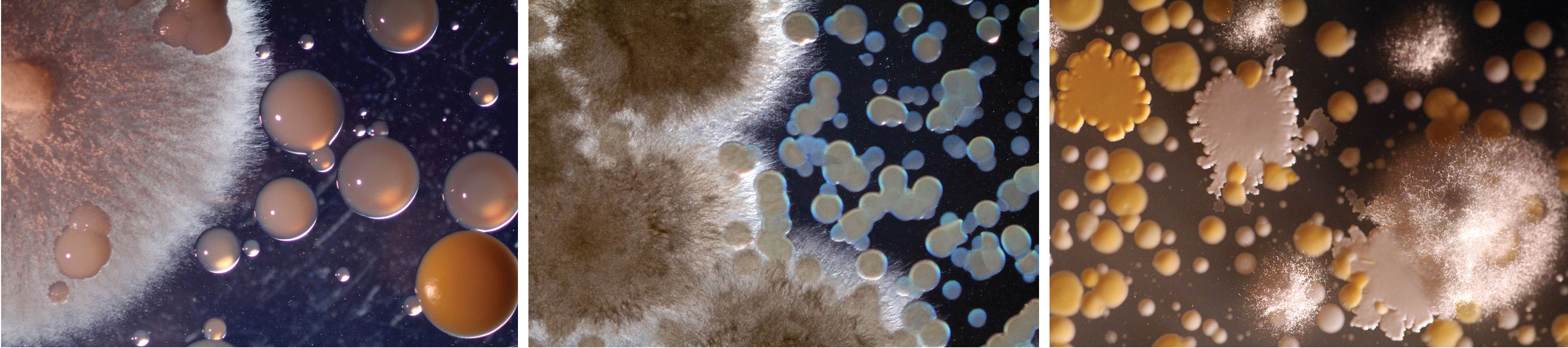 The Cheese Does Not Stand Alone: How Fungi And Bacteria Team Up For A ...