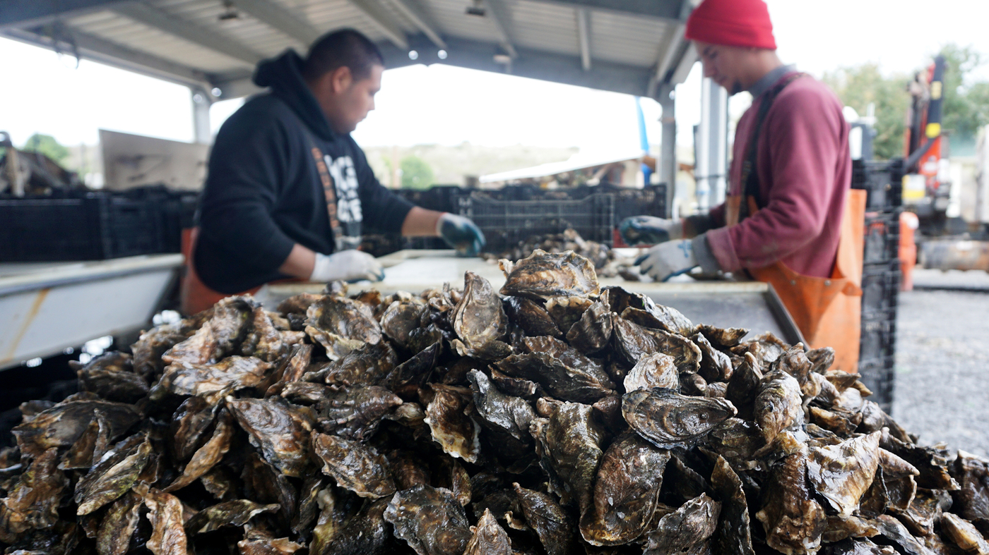 Can Seagrass Save Shellfish From Climate Change? : The Salt : NPR