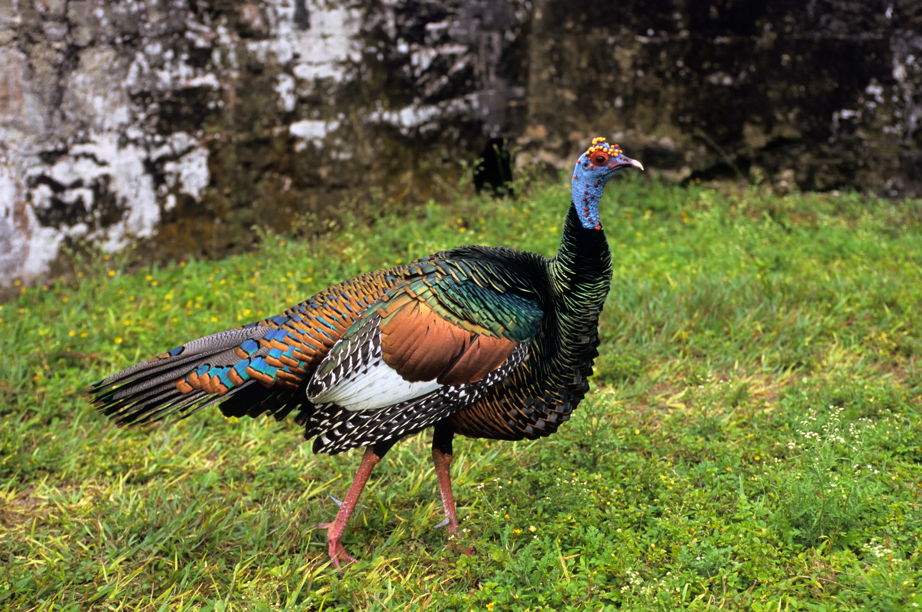 Ancient Turkey Bones In Mexico Reveal A Strange Relationship With ...