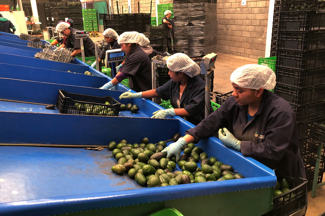 Blood Avocados No More: Mexican Farm Town Says It's Kicked Out Cartels ...