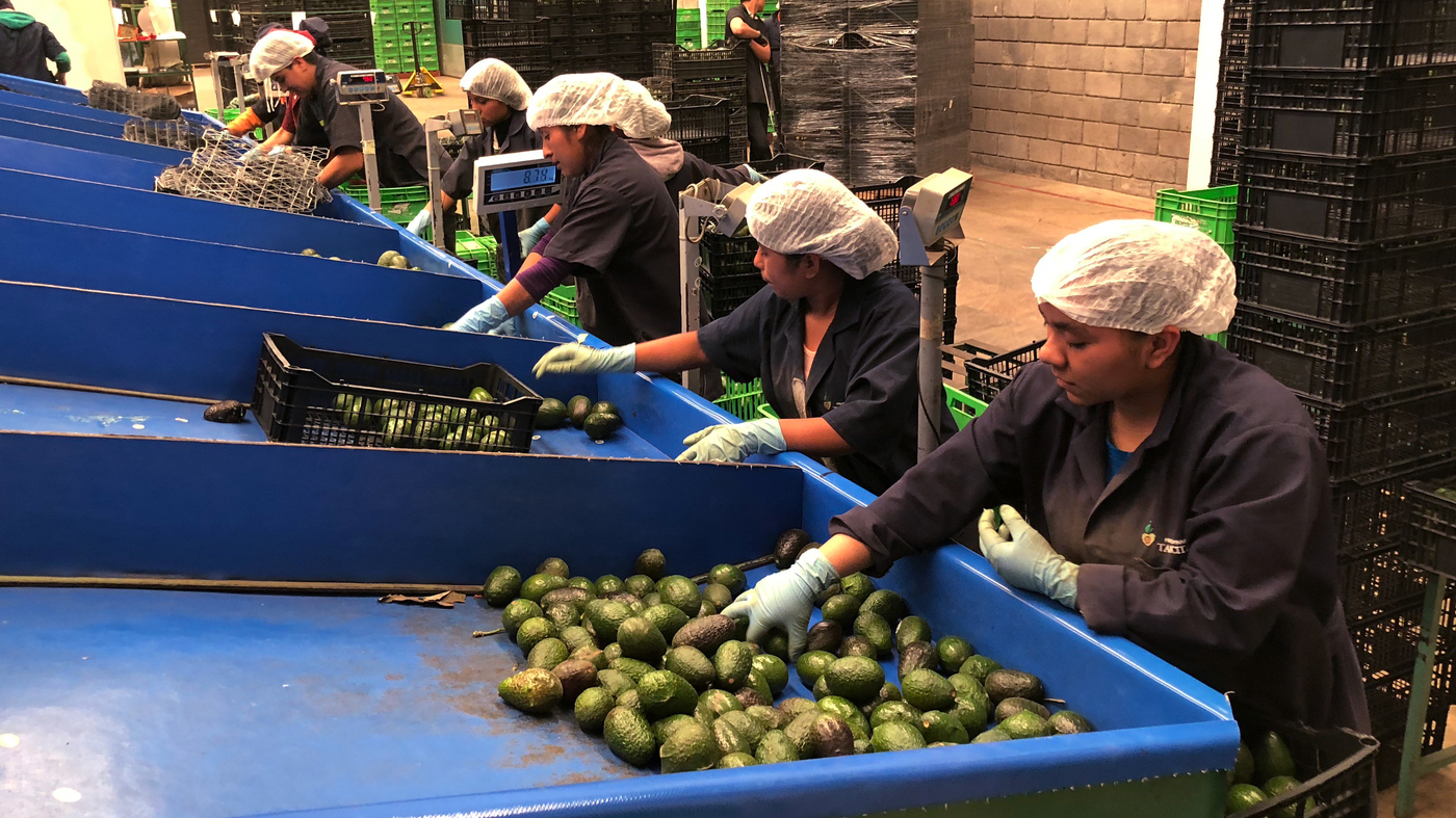 Blood Avocados No More: Mexican Farm Town Says It's Kicked Out Cartels ...