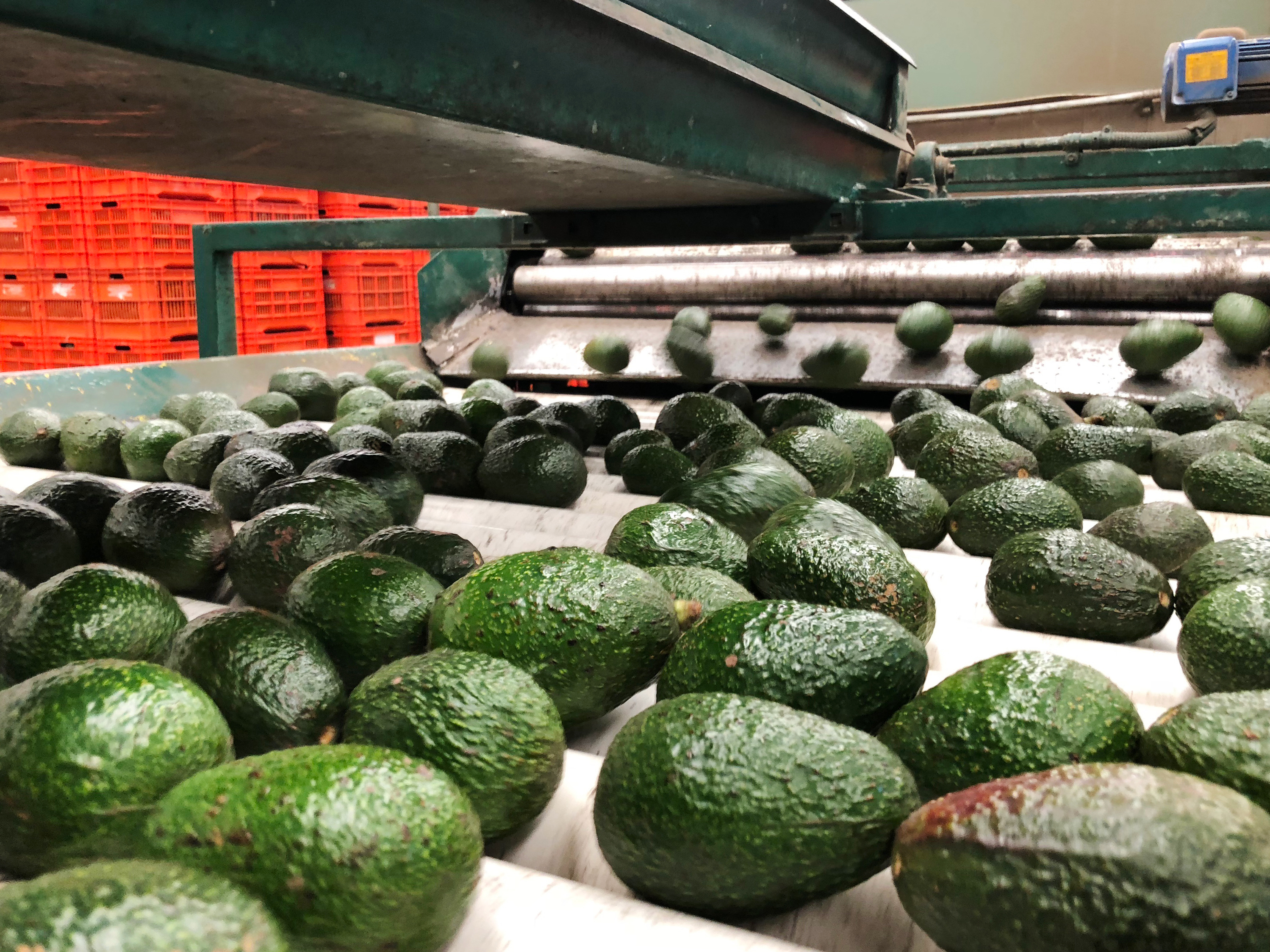 Blood Avocados No More: Mexican Farm Town Says It's Kicked Out Cartels ...
