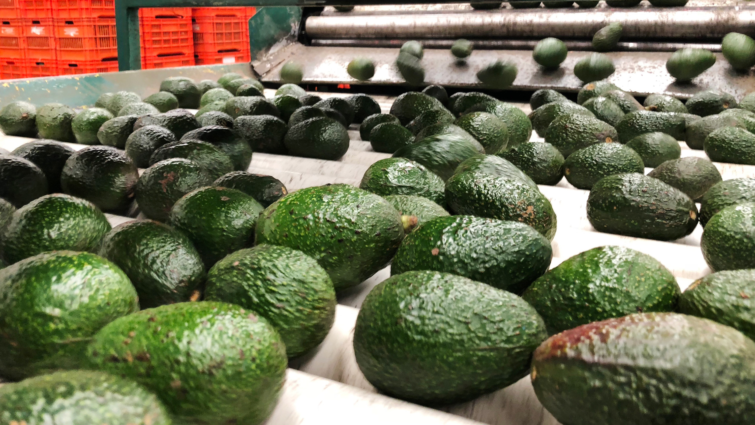 Blood Avocados No More: Mexican Farm Town Says It's Kicked Out Cartels ...