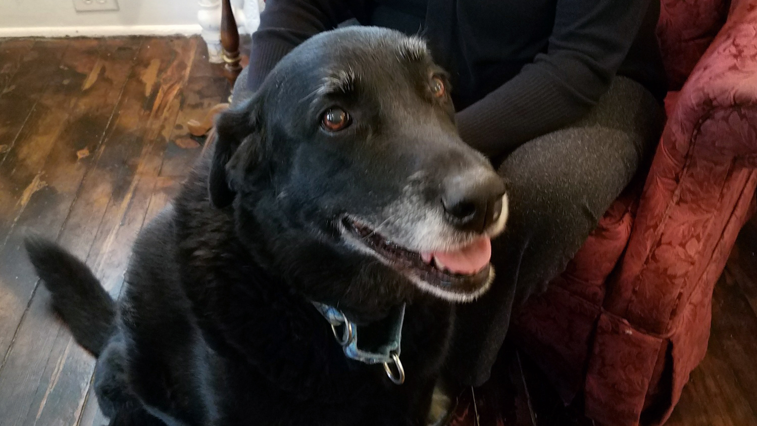 Missing Black Lab Returns To Family After She Was Gone 10 Years : NPR