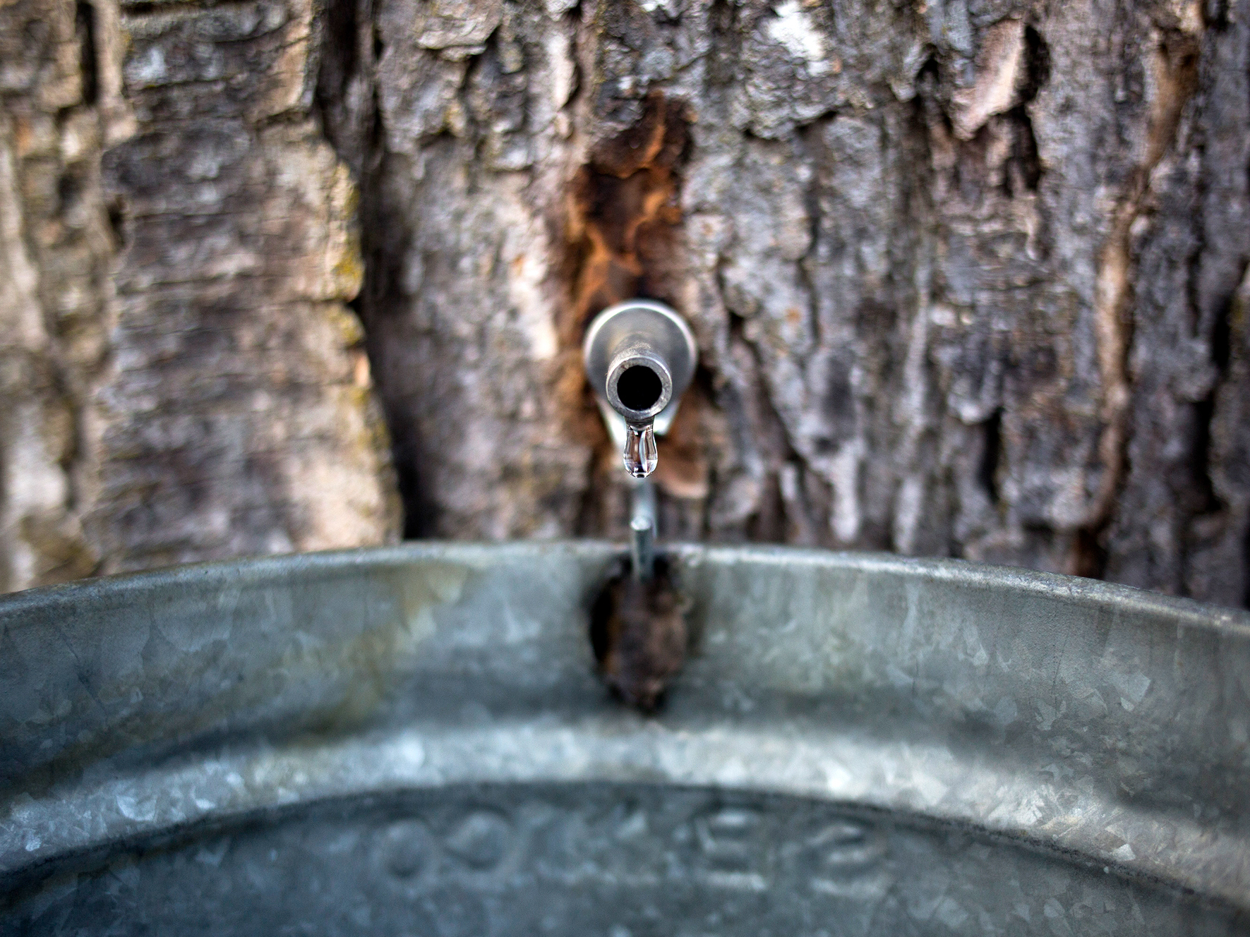 Climate Change Could Mean Less Maple Syrup For Your Pancakes - capradio.org