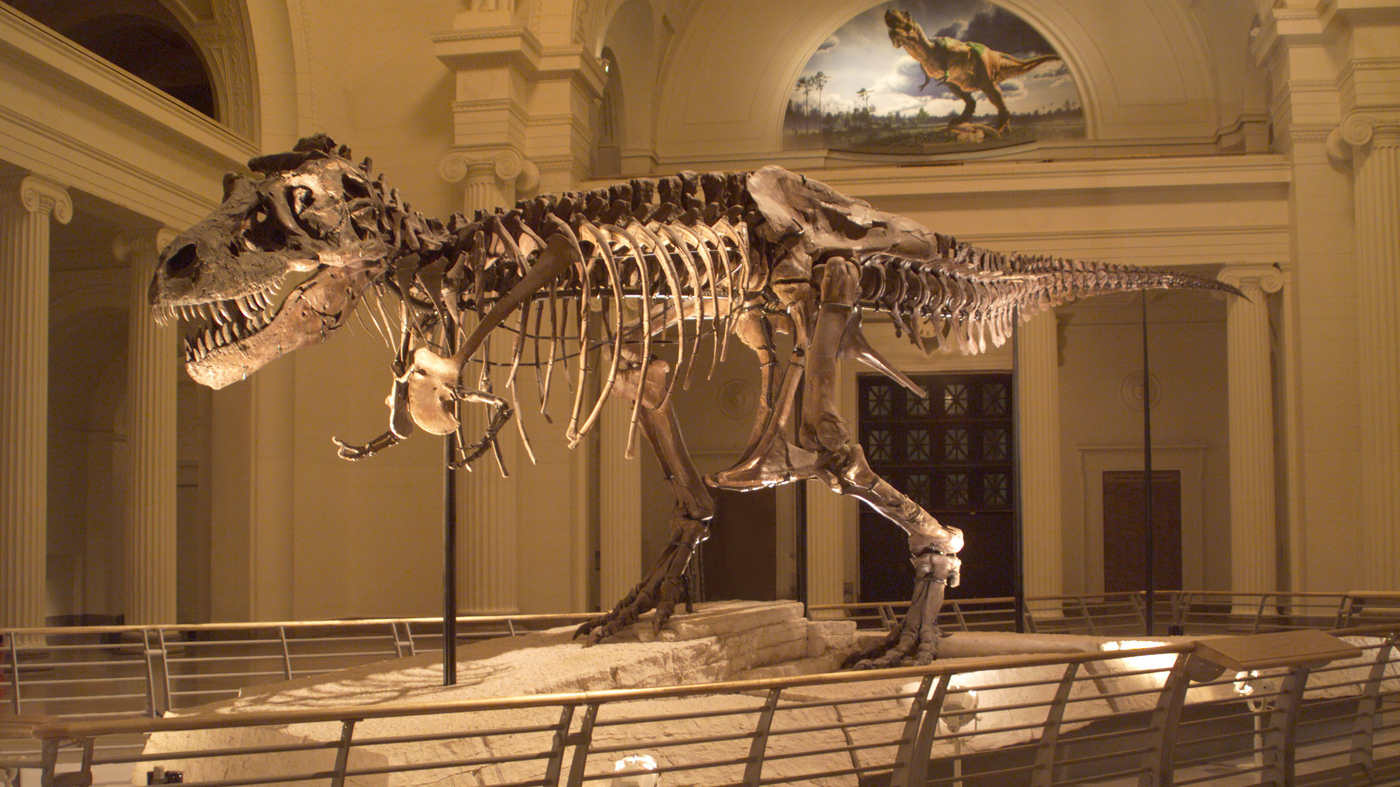 Sue The T. Rex Is Making Big Moves With Her Big Bones : The Two-Way : NPR