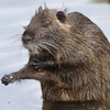 The Bountiful Benefits Of Bringing Back The Beavers : NPR