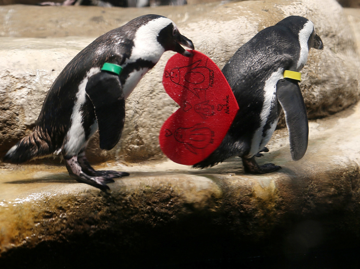 WATCH: Penguins Carrying Valentines Will Melt Your Heart : The Two-Way ...