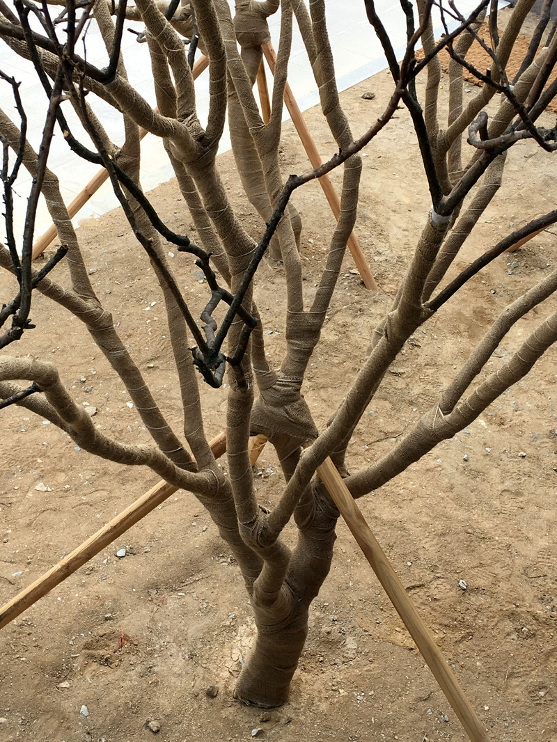 In Pyeongchang, Trees Get Help To Resist The Wind : The Torch : NPR