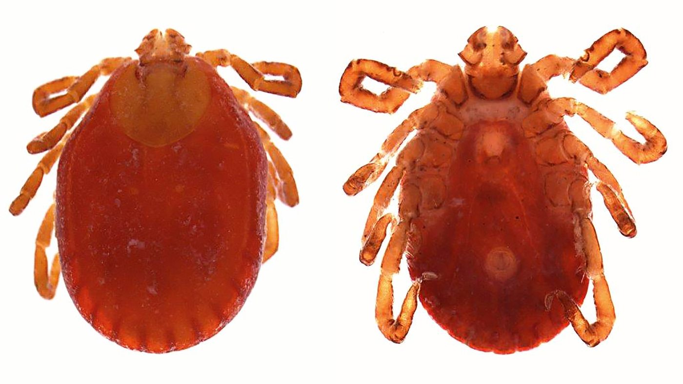 Asian Ticks Mysteriously Appeared On A New Jersey Sheep. How Worried ...