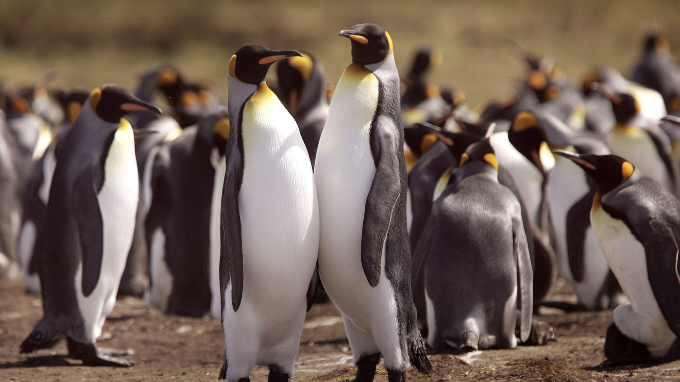 King Penguins