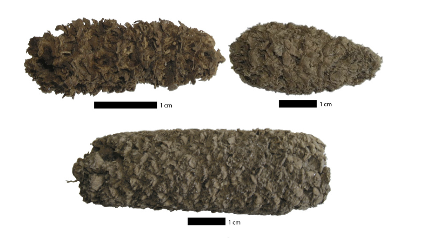 The Oscar For Best Snack Goes To ... Popcorn, The 6,000-Year-Old Aztec ...