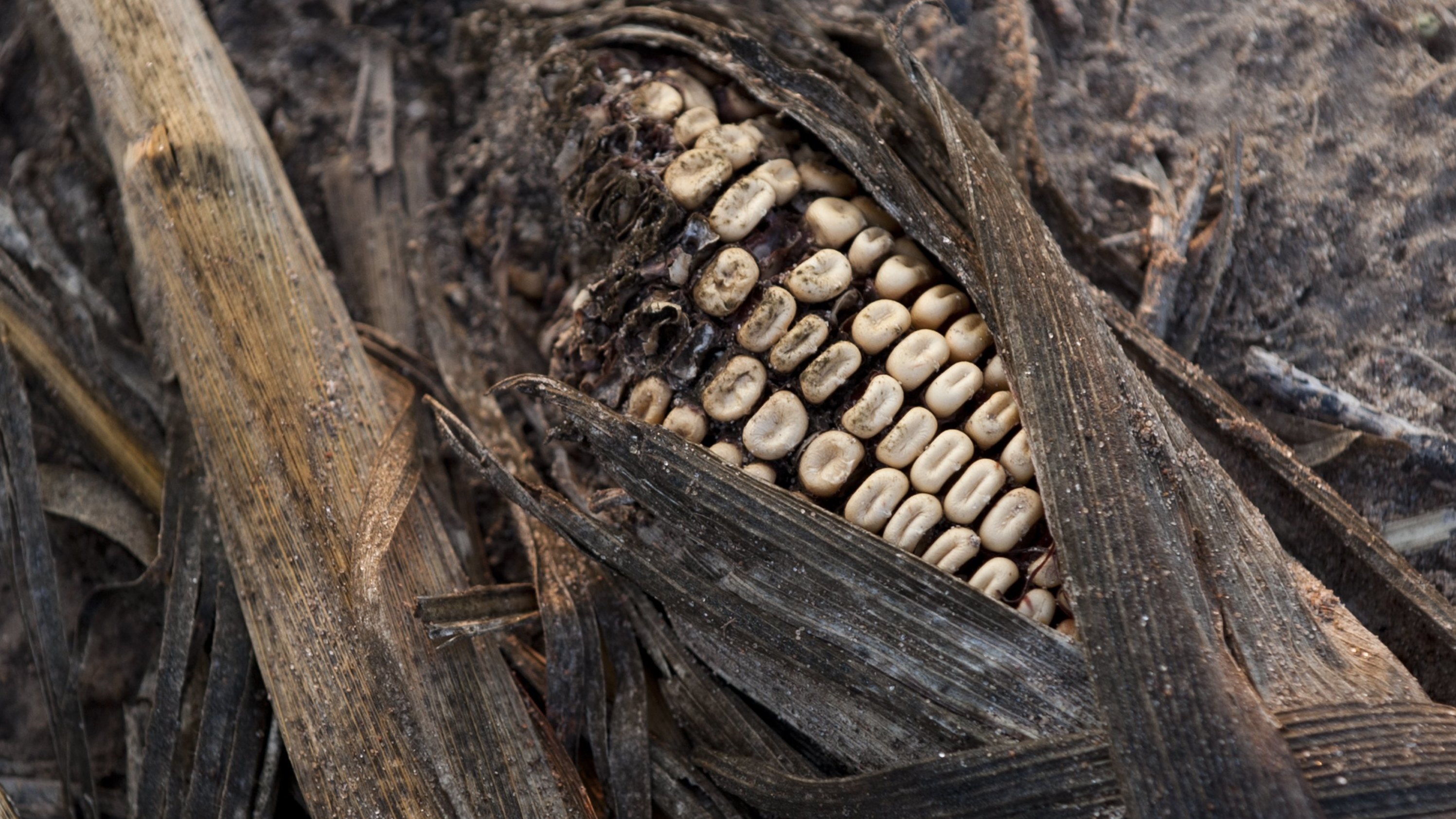 Widespread Drought Across U.S. Stokes Fears About A Repeat Of 2012's ...