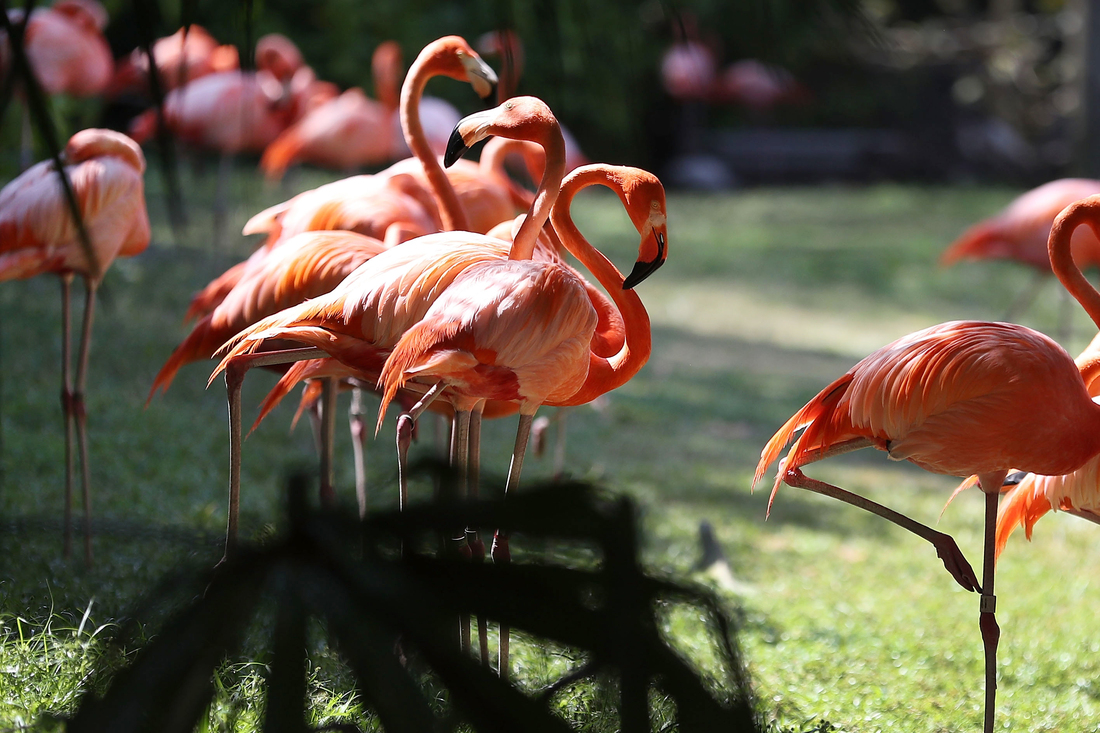 Florida's Long-Lost Wild Flamingos Were Hiding In Plain Sight : NPR