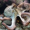 In 'My Octopus Teacher,' A Filmmaker Finds An Unlikely Underwater ...