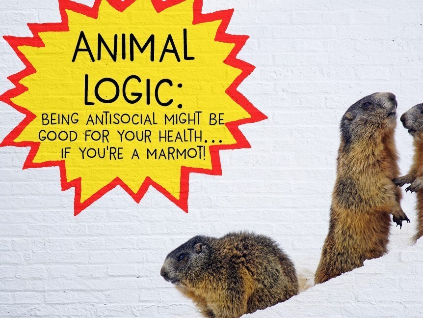 Anti-Social Animals : NPR