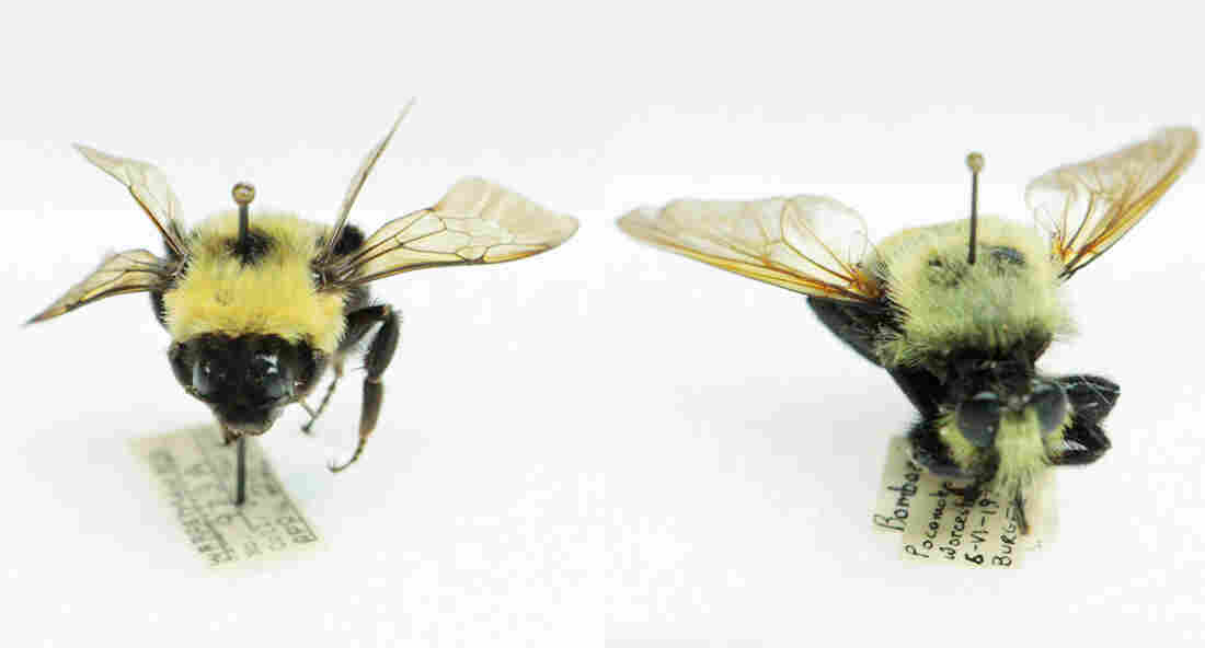 Video: Can You Find The Mimics In America's Largest Insect Collection ...