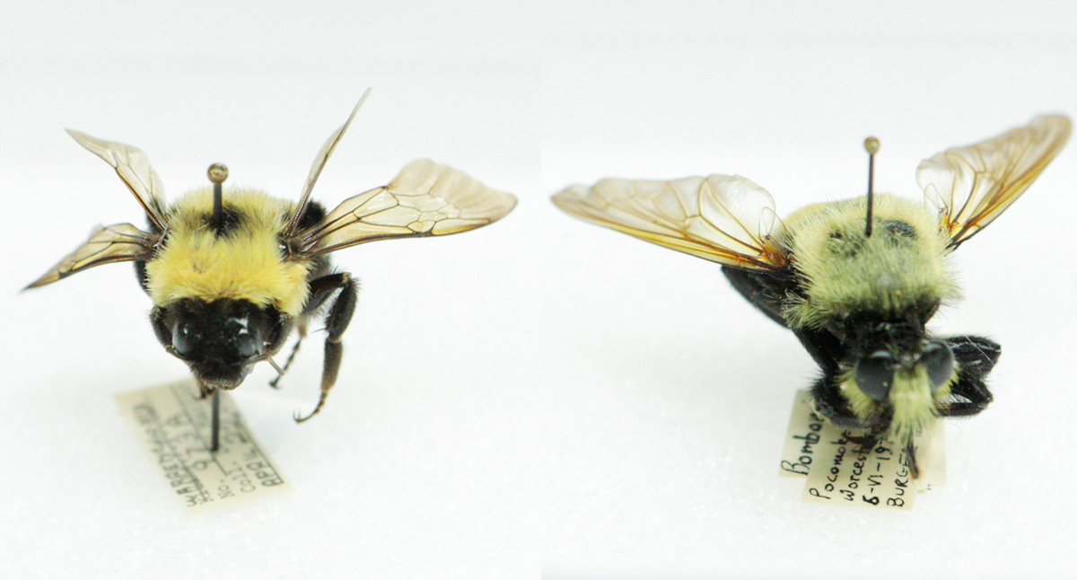 Video: Can You Find The Imposter Bugs In America's Largest Insect ...