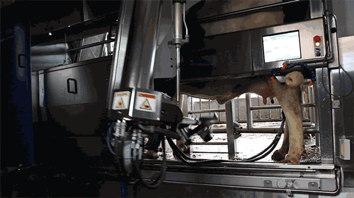 When Robots Milk Cows, Farm Families Taste Freedom : The Salt : NPR