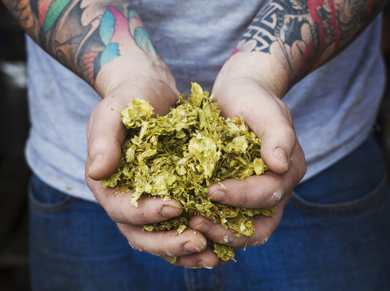 GMO Yeast Mimics Flavors Of Hops, But Will Craft Brewers Bite? | WBUR GMO Yeast Mimics Flavors Of Hops, But Will Craft Brewers Bite? | WBUR