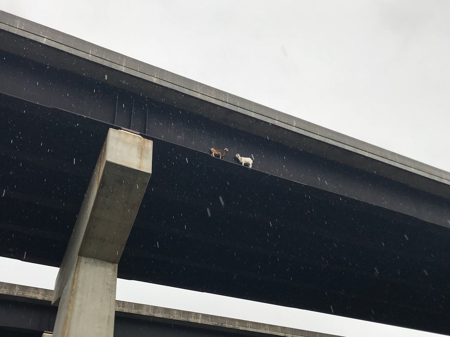 So 2 Goats Were Stuck On A Beam Under A Bridge ... | NCPR News
