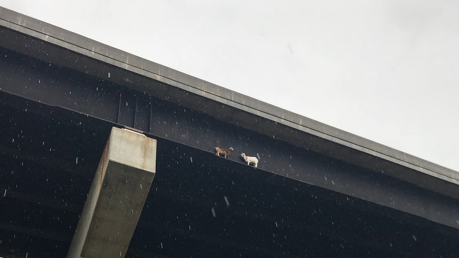 Dramatic Goat Rescue Operation For A Pair Stuck On A Beam Under A ...