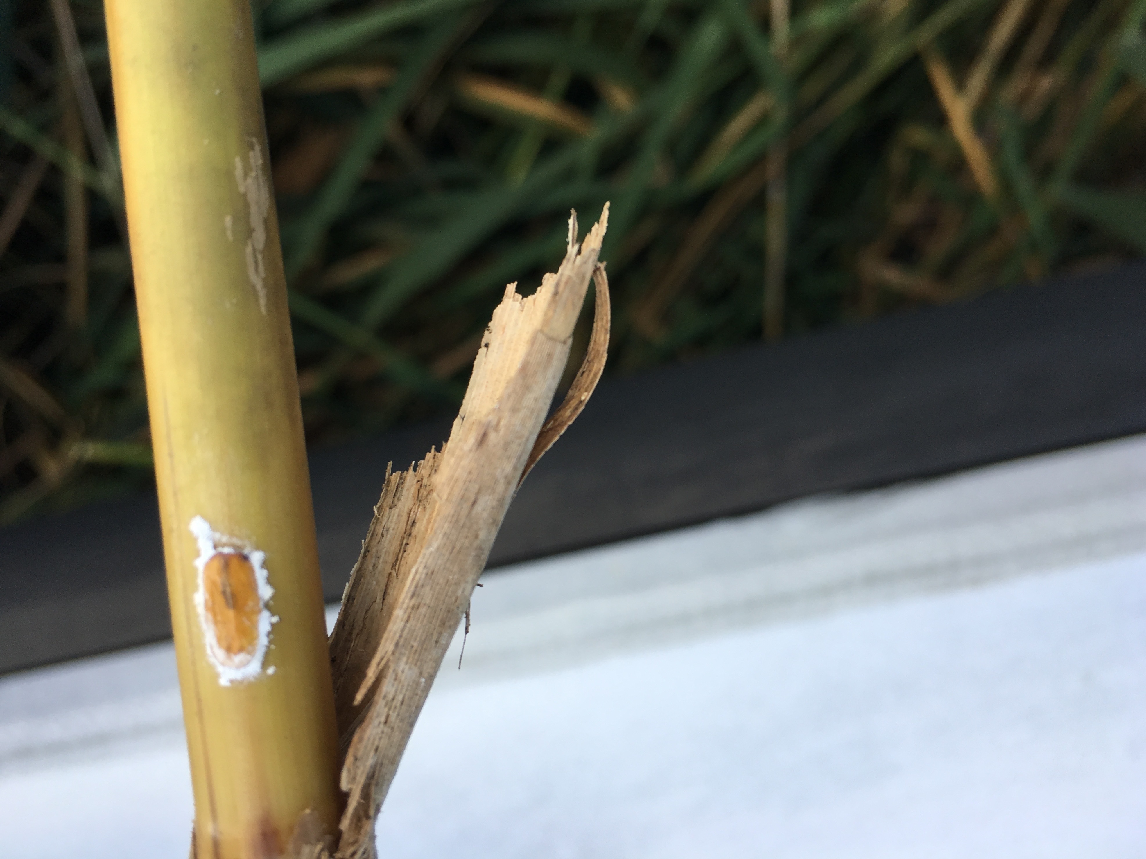 Louisiana Issues Quarantine To Control Invasive Marsh-Killing Bug ...