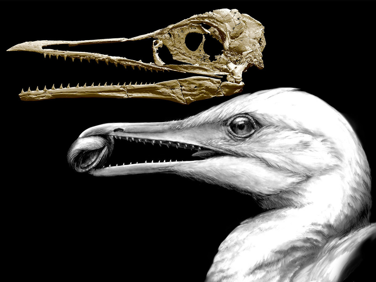 How Did Birds Lose Their Teeth And Get Their Beaks? Study Offers Clues ...
