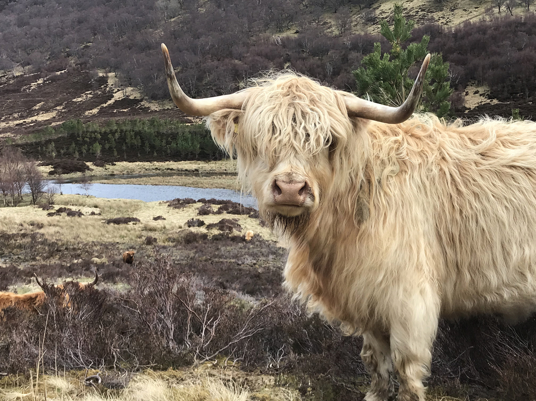 Landowner Aims To Bring Wolves Back To Scotland, Centuries After They ...