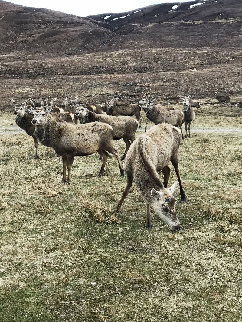 Landowner Aims To Bring Wolves Back To Scotland, Centuries After They ...