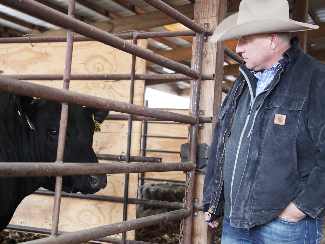 How Prized Bull Semen And DNA Testing Are Reshaping America's Beef Herd ...