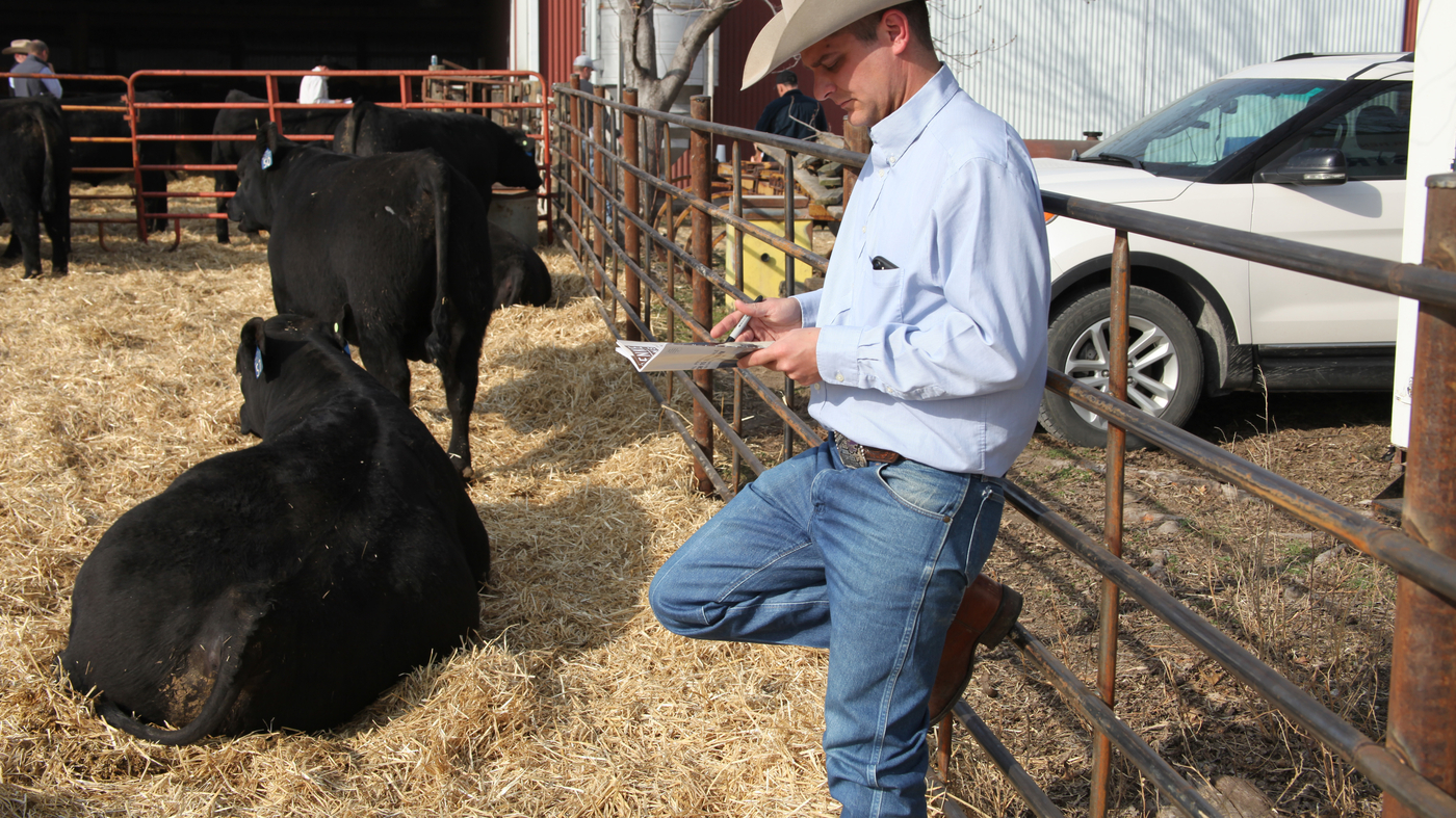 How Prized Bull Semen And DNA Testing Are Reshaping America's Beef Herd ...
