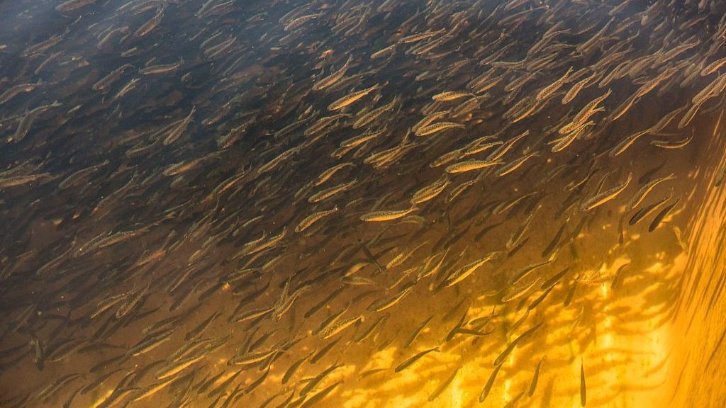 The Bigger The Mother Fish, The More Babies She Has : The Salt : NPR