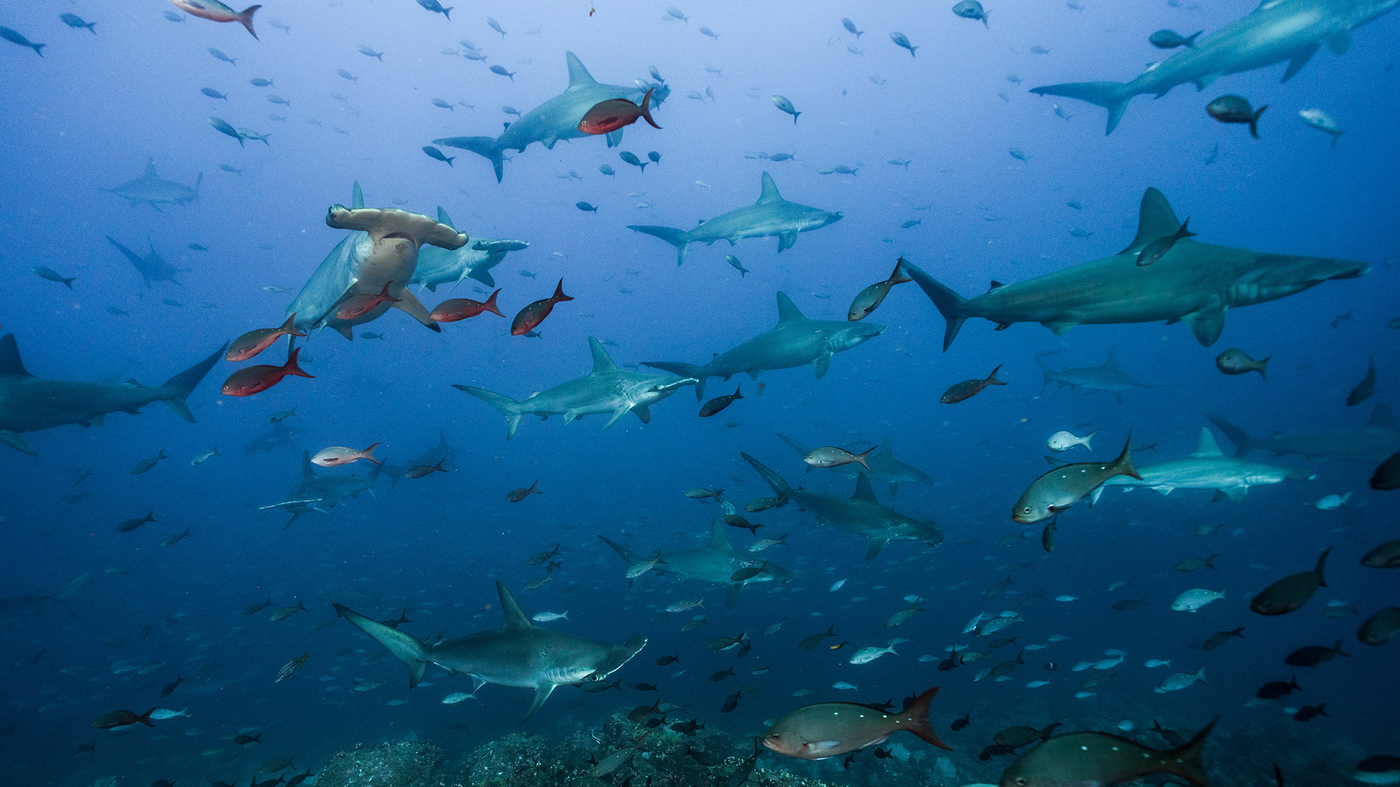Scientists Take A Ride On The Pacific's 'Shark Highway' : The Two-Way : NPR