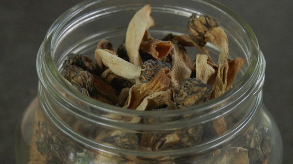 VIDEO: Hunting For Morels, The Most Delectable Mushroom Of The Forest ...