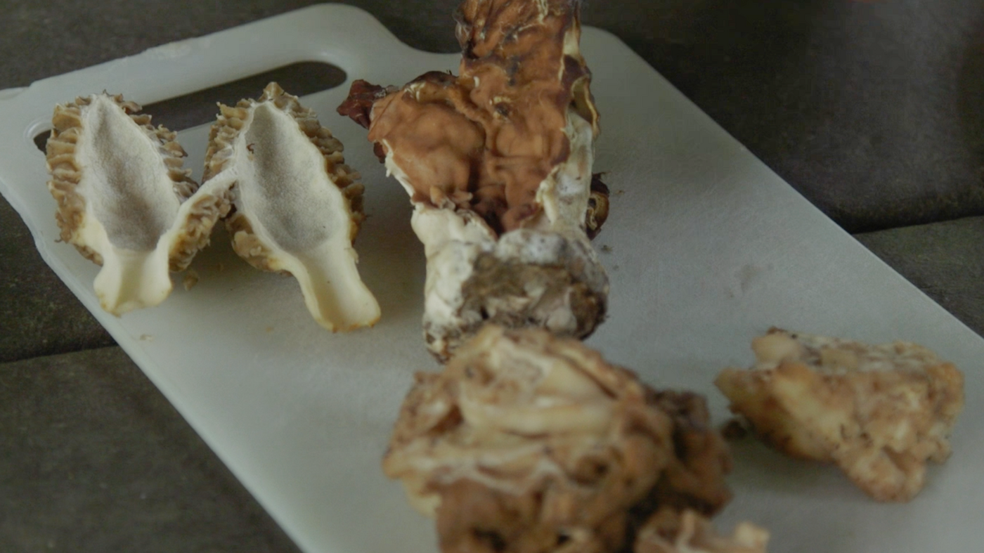 VIDEO: Hunting For Morels, The Most Delectable Mushroom Of The Forest ...